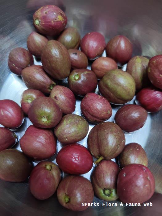 NParks | Phaleria macrocarpa