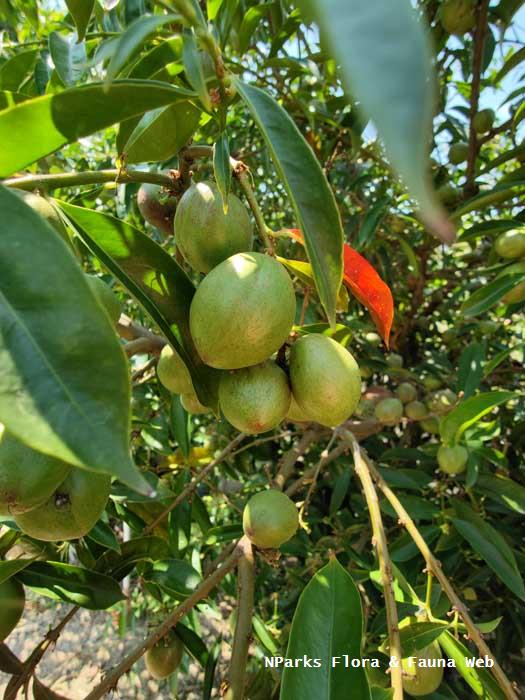 NParks | Phaleria macrocarpa