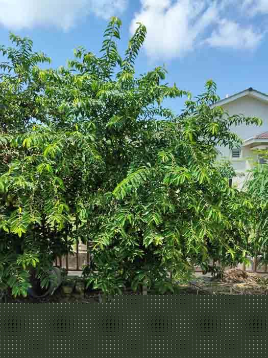 NParks | Phaleria macrocarpa