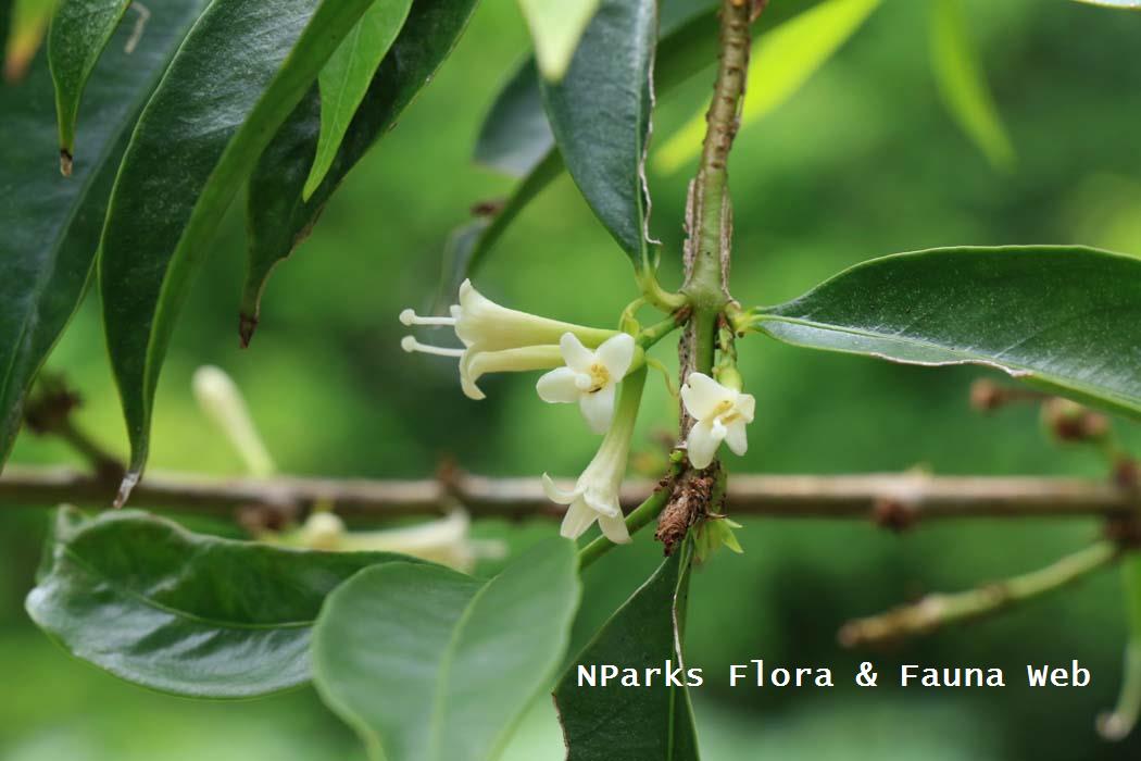 NParks | Phaleria macrocarpa