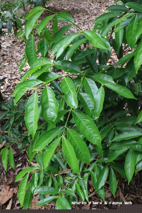 NParks | Phaleria macrocarpa