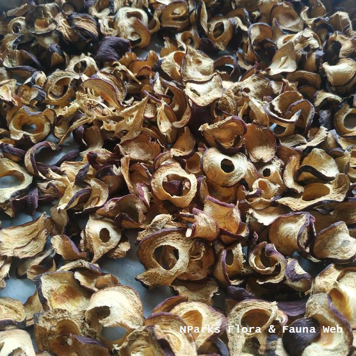 NParks | Phaleria macrocarpa