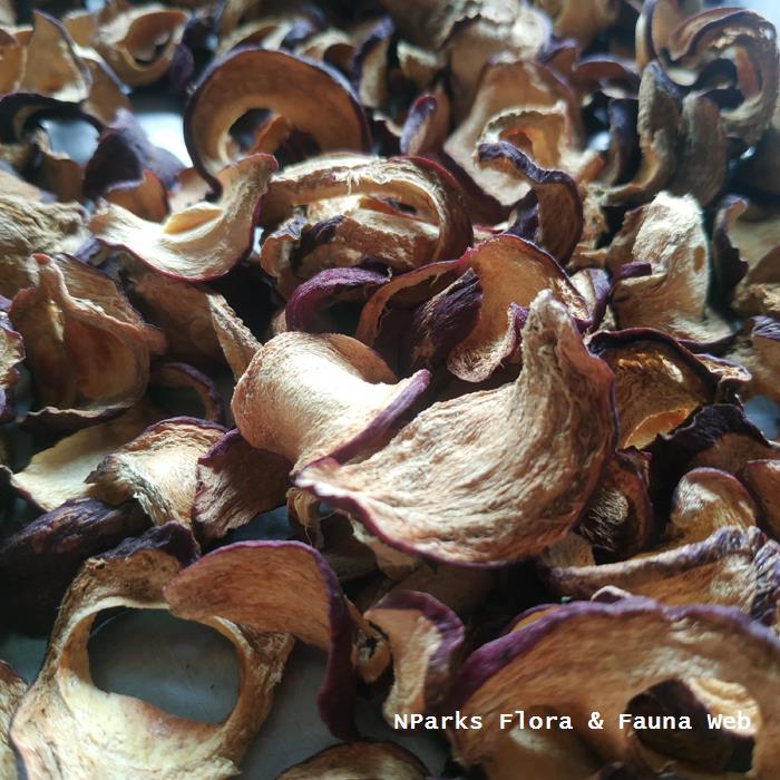 NParks | Phaleria macrocarpa