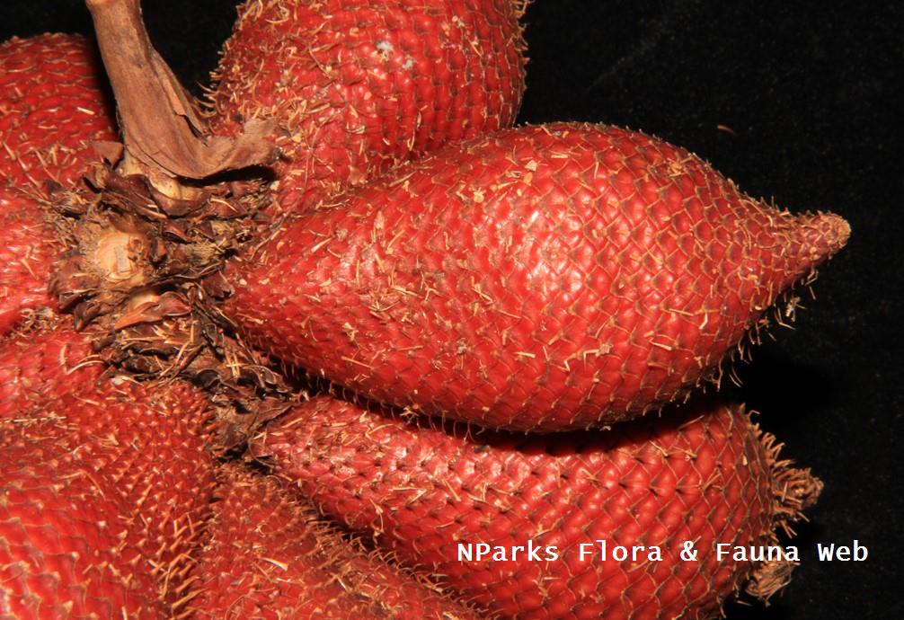 Salacca wallichiana, National Parks Board