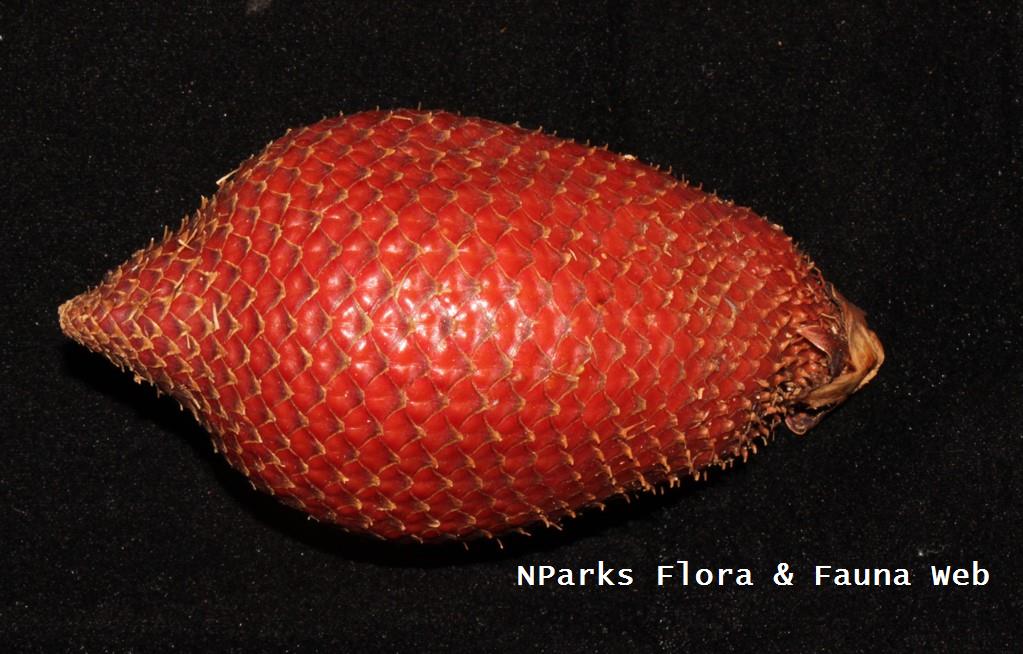 Salacca wallichiana, National Parks Board