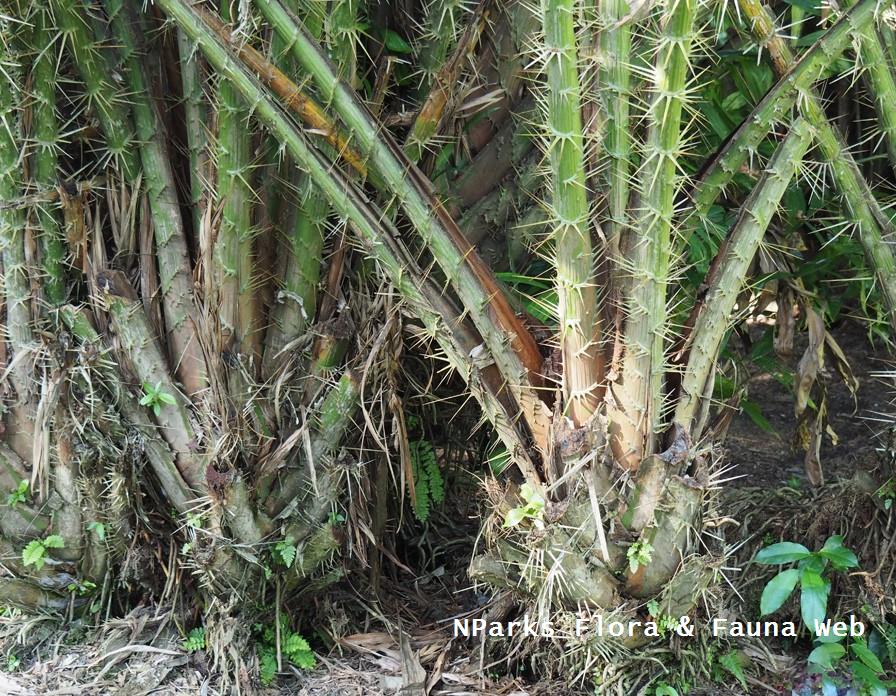 Salacca wallichiana, National Parks Board