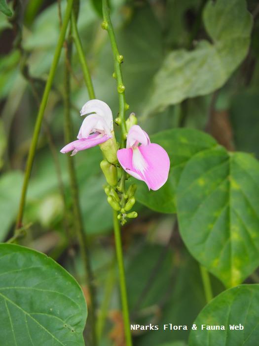 NParks | Canavalia rosea