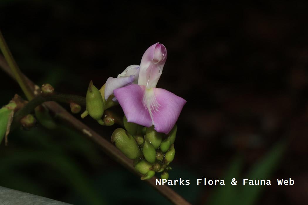 NParks | Canavalia gladiata