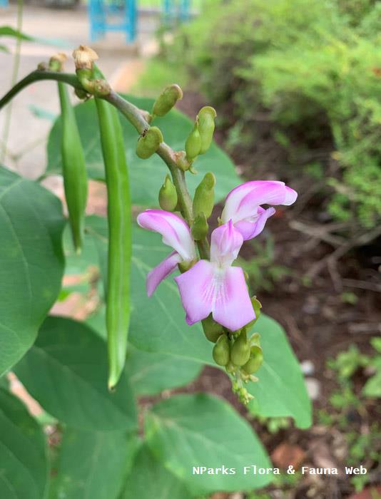 NParks | Canavalia gladiata