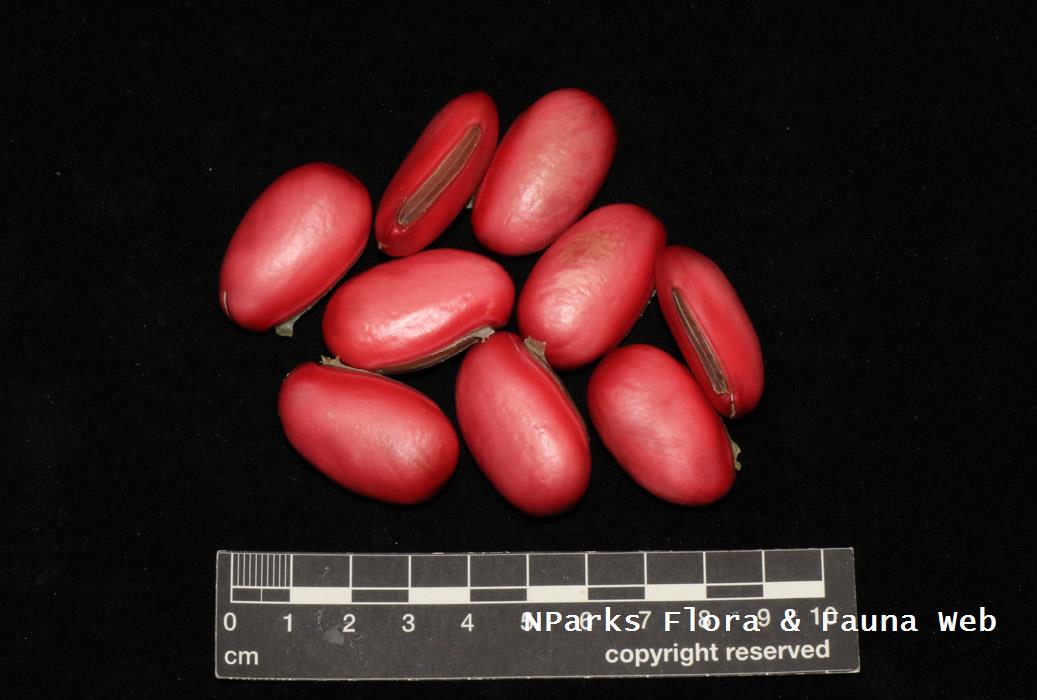 NParks | Canavalia gladiata