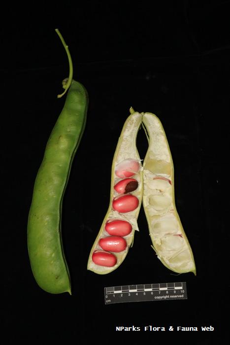 NParks | Canavalia gladiata