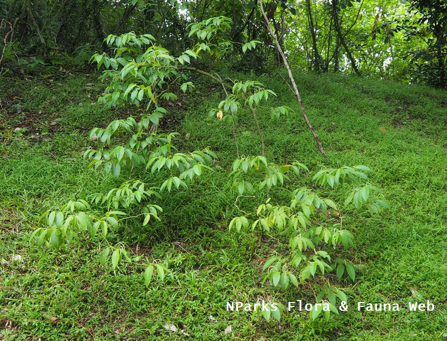 NParks | Piper aduncum