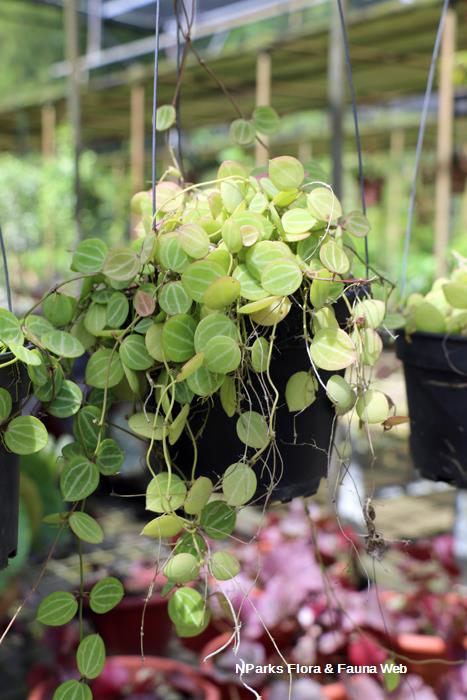 NParks | Dischidia ovata