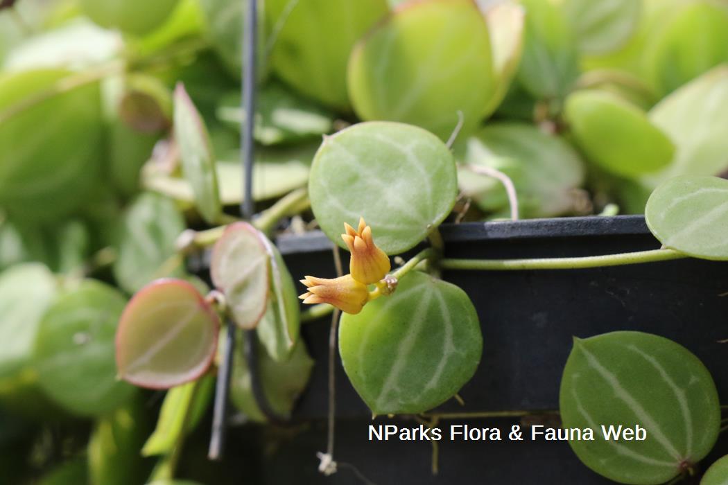 NParks | Dischidia ovata