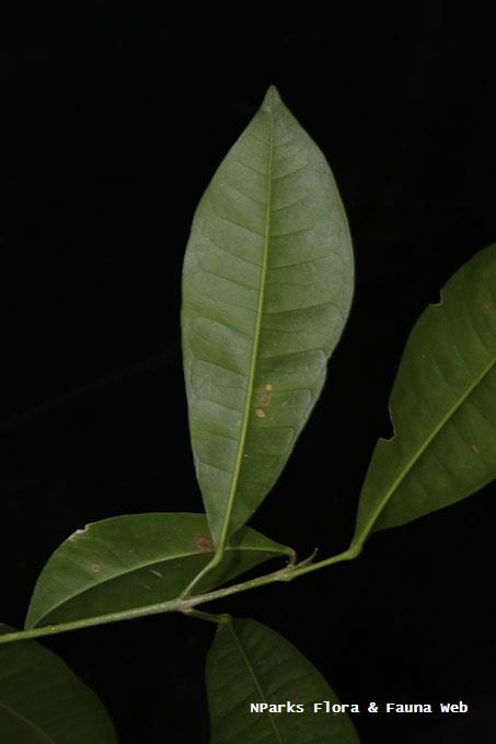 NParks | Maclurodendron porteri