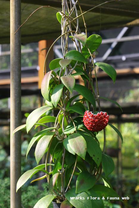 NParks | Hoya mindorensis