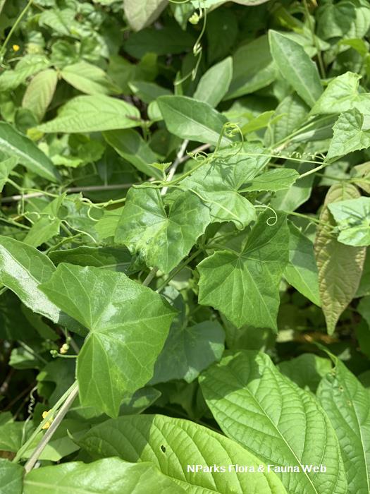 NParks | Melothria pendula