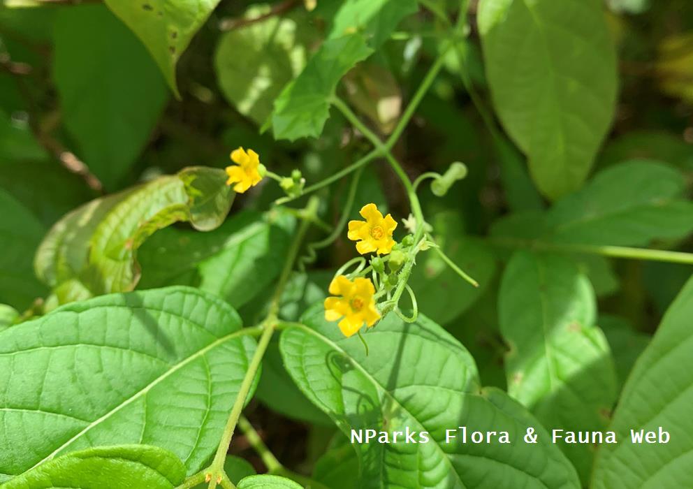 NParks | Melothria pendula