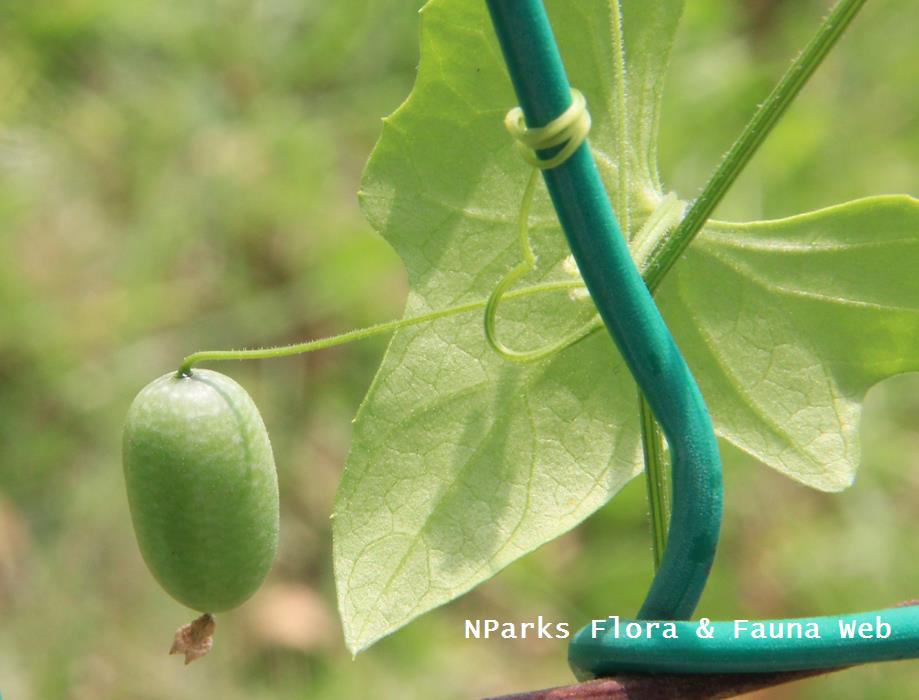 NParks | Melothria pendula