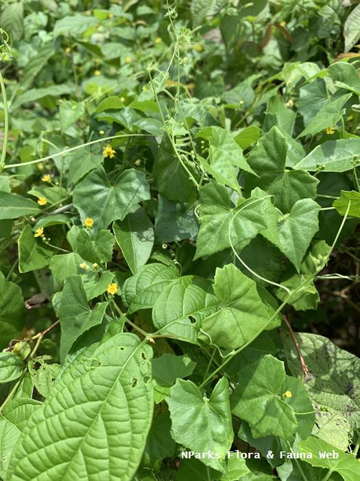 NParks | Melothria pendula