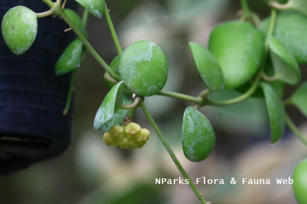 NParks | Hoya heuschkeliana