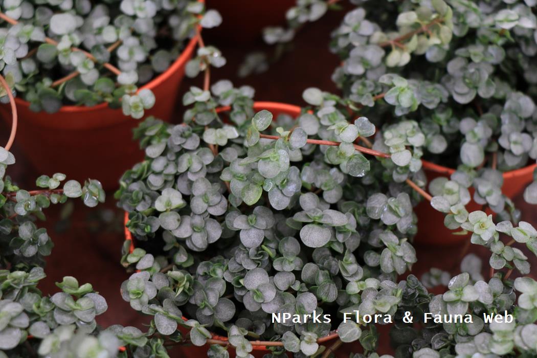 NParks | Pilea nummulariifolia