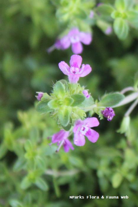 NParks | Thymus vulgaris