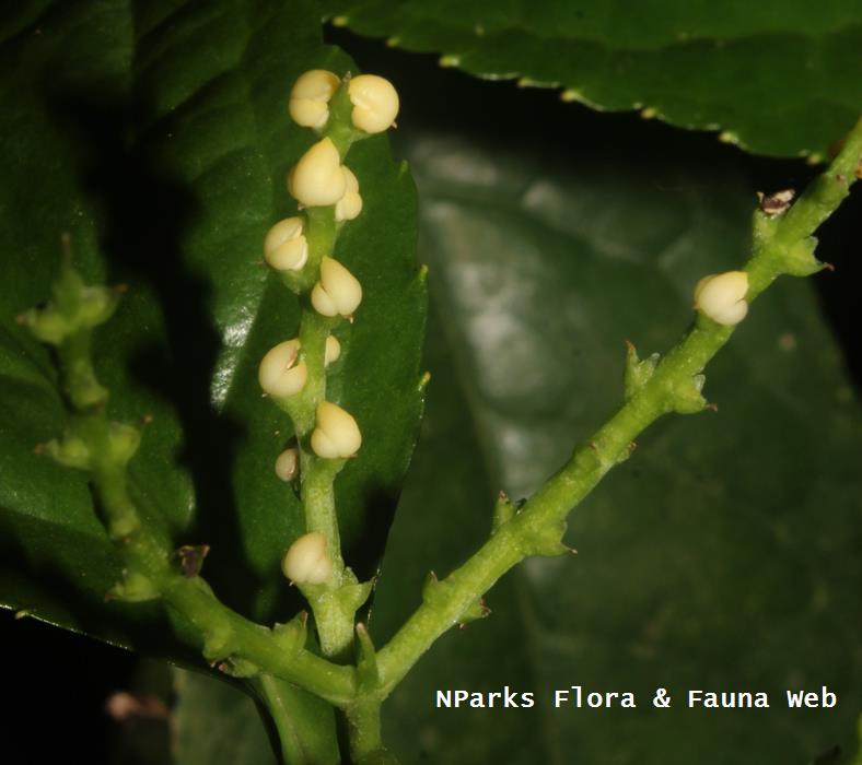 NParks | Chloranthus officinalis