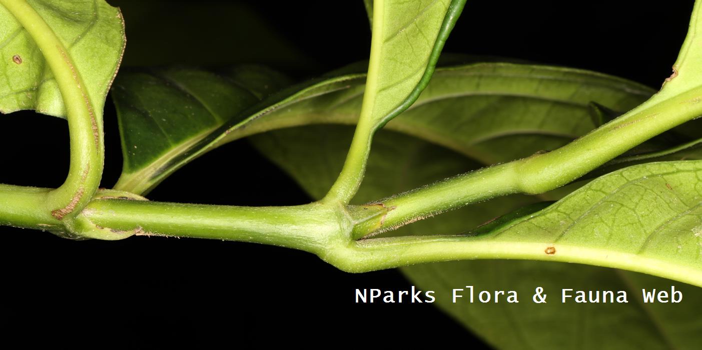 NParks | Chloranthus officinalis