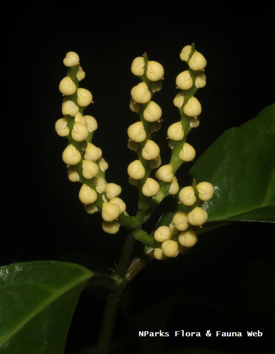 NParks | Chloranthus officinalis