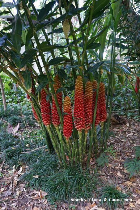 NParks | Zingiber spectabile