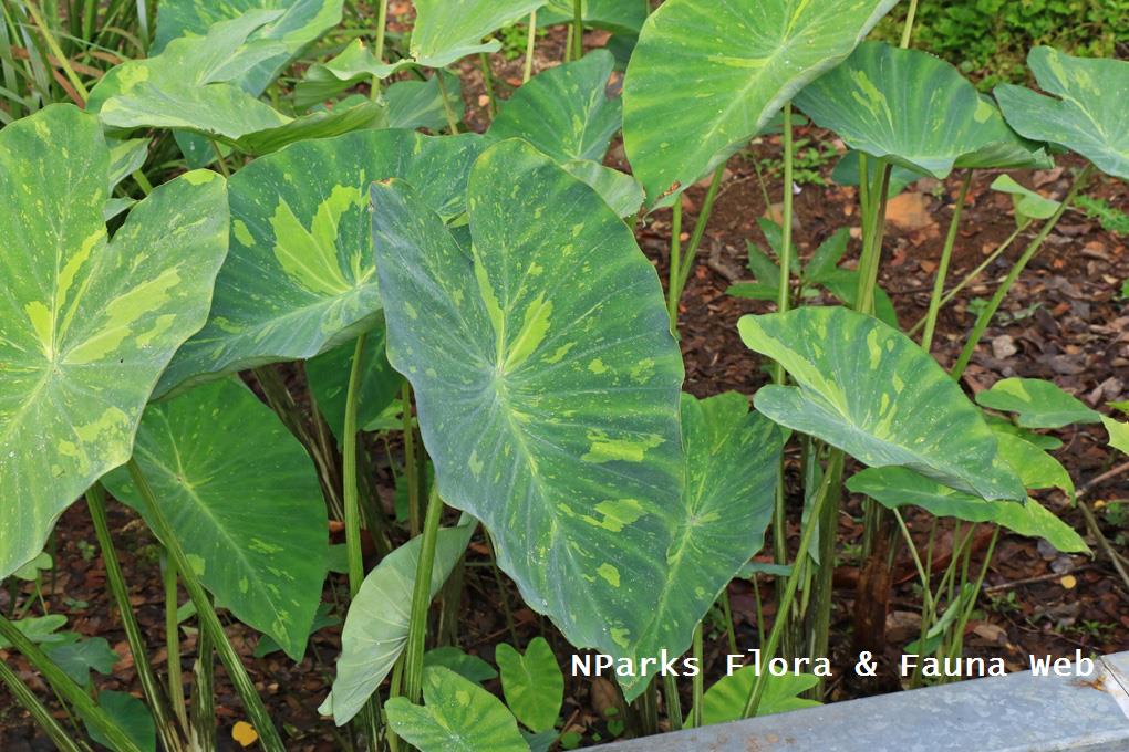 NParks | Colocasia esculenta 'Illustris'
