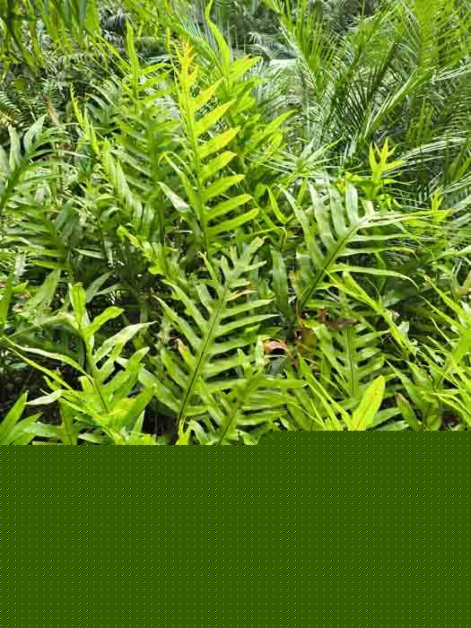 stenotaphrum secundatum native range