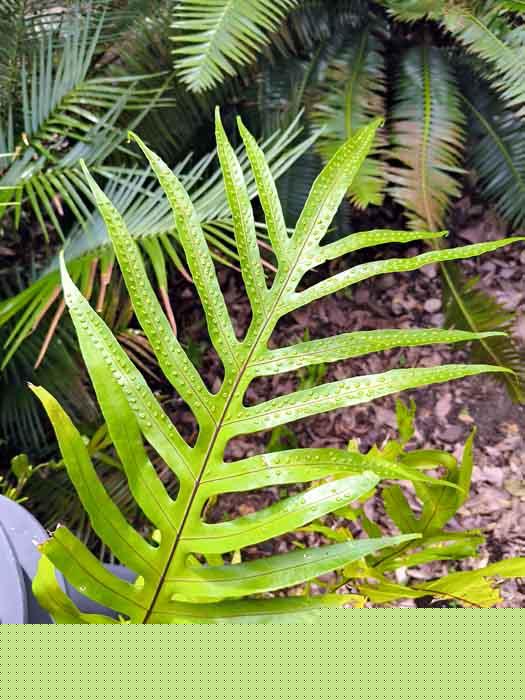 microsorum membranaceum