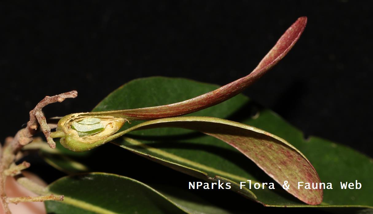 NParks | Hopea ferruginea