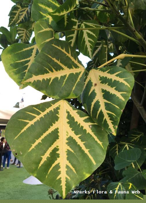 NParks | Erythrina variegata