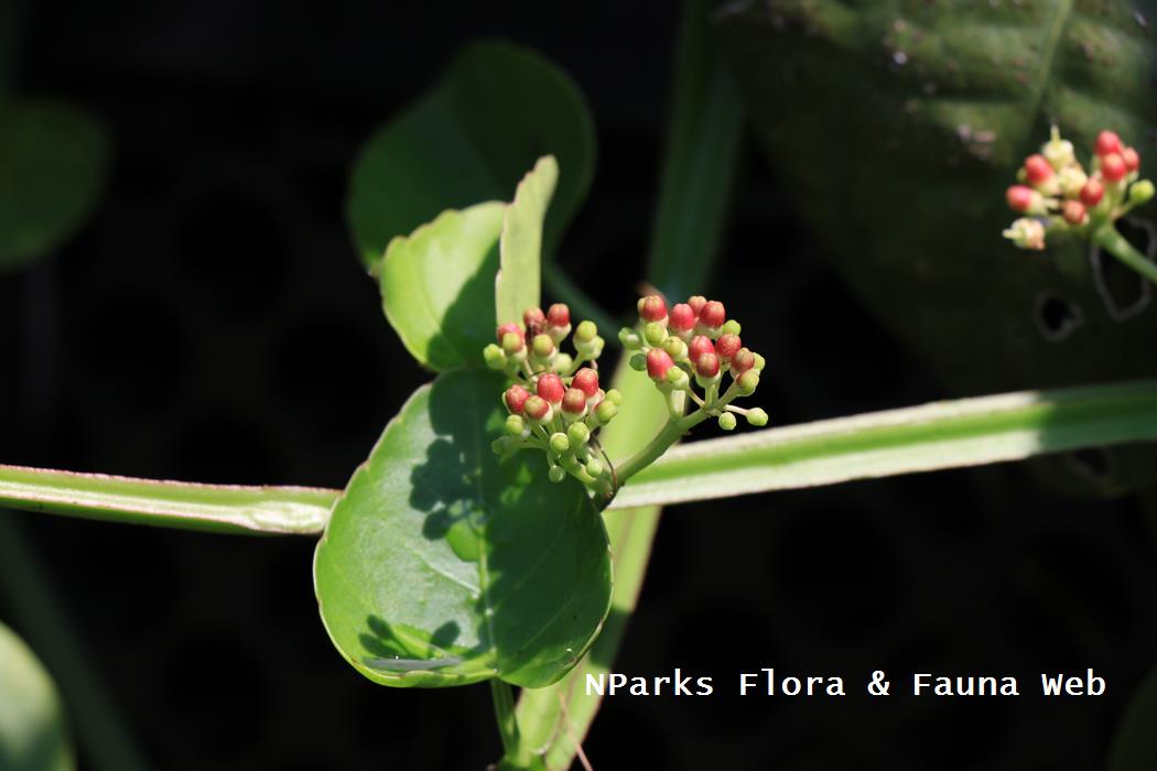 NParks | Cissus quadrangularis