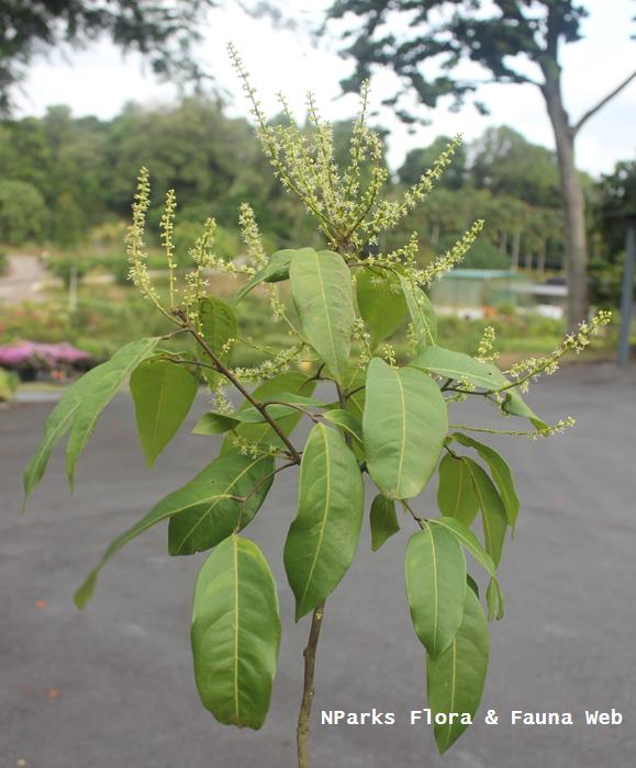 NParks | Mischocarpus sundaicus