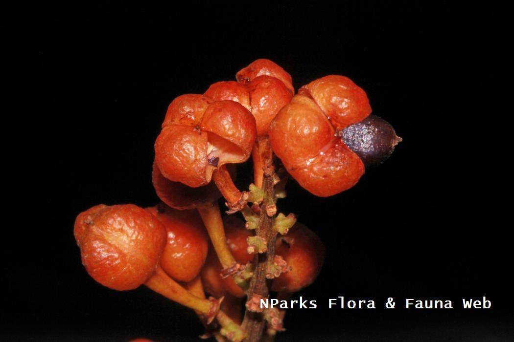 NParks | Mischocarpus sundaicus