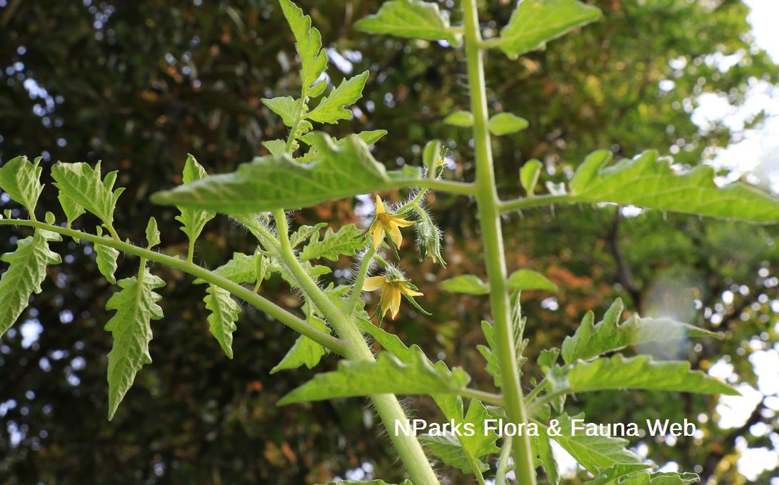 NParks | Solanum lycopersicum
