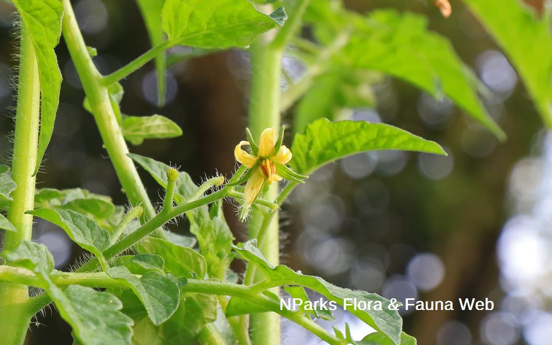 NParks | Solanum lycopersicum