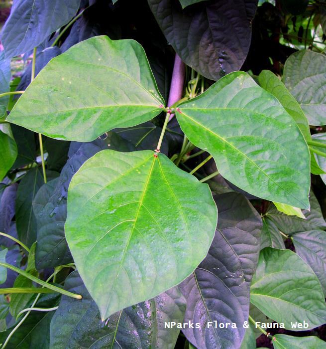 NParks | Vigna unguiculata Sesquipedalis Group