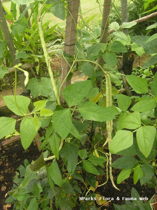 NParks | Vigna unguiculata Sesquipedalis Group