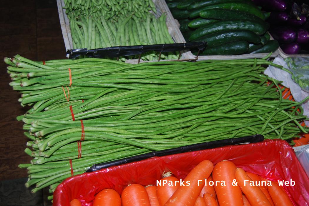 NParks | Vigna unguiculata Sesquipedalis Group