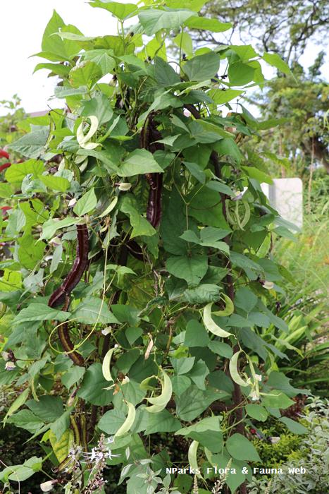 NParks | Cabomba aquatica