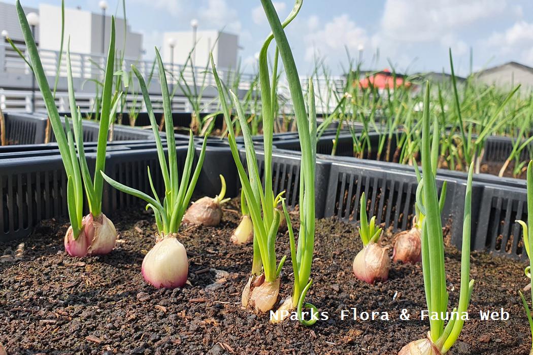 NParks | Allium ascalonicum