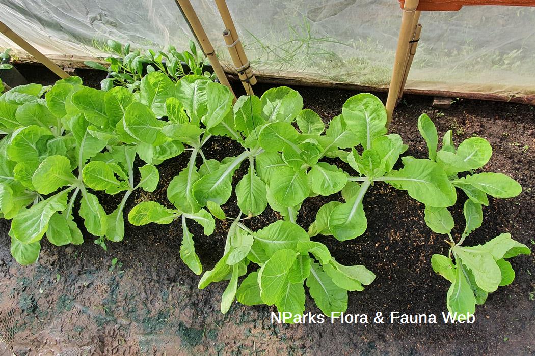 NParks | Brassica juncea Broad-leaf Mustard Group
