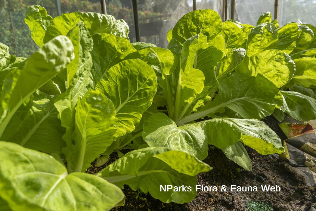 NParks | Brassica juncea Broad-leaf Mustard Group