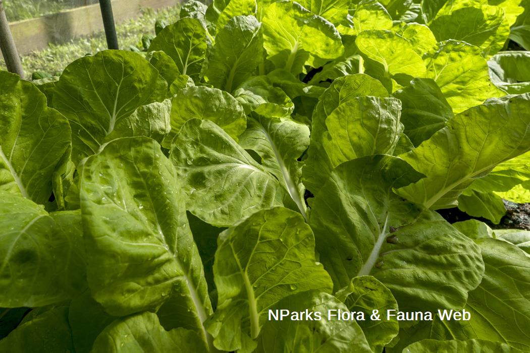 NParks | Brassica juncea Broad-leaf Mustard Group