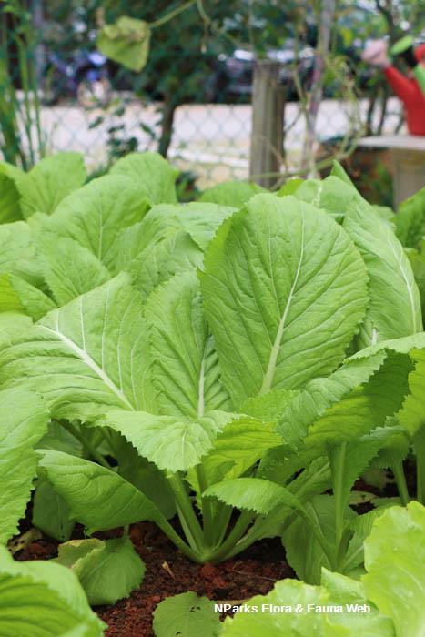 NParks | Brassica juncea Broad-leaf Mustard Group